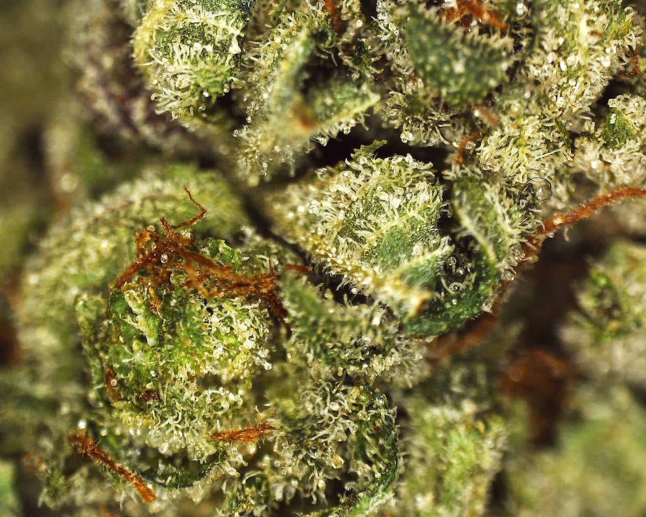 PURPLE OG - Kana Post